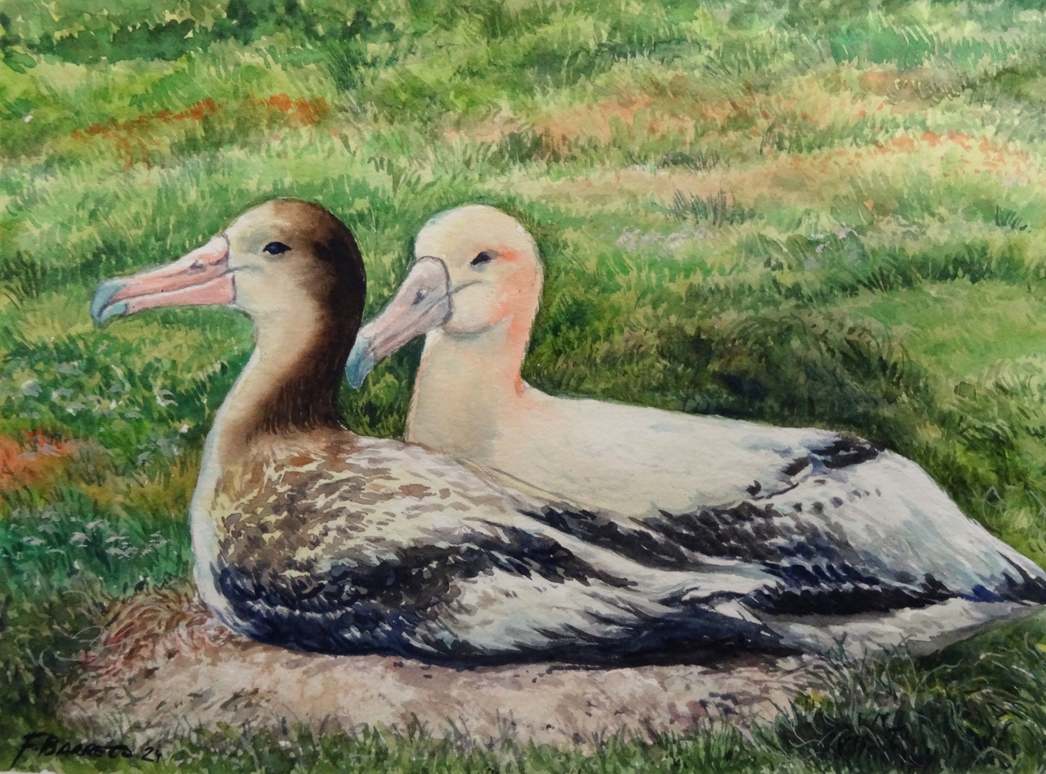 Agreement on the Conservation of Albatrosses and Petrels - Flávia ...