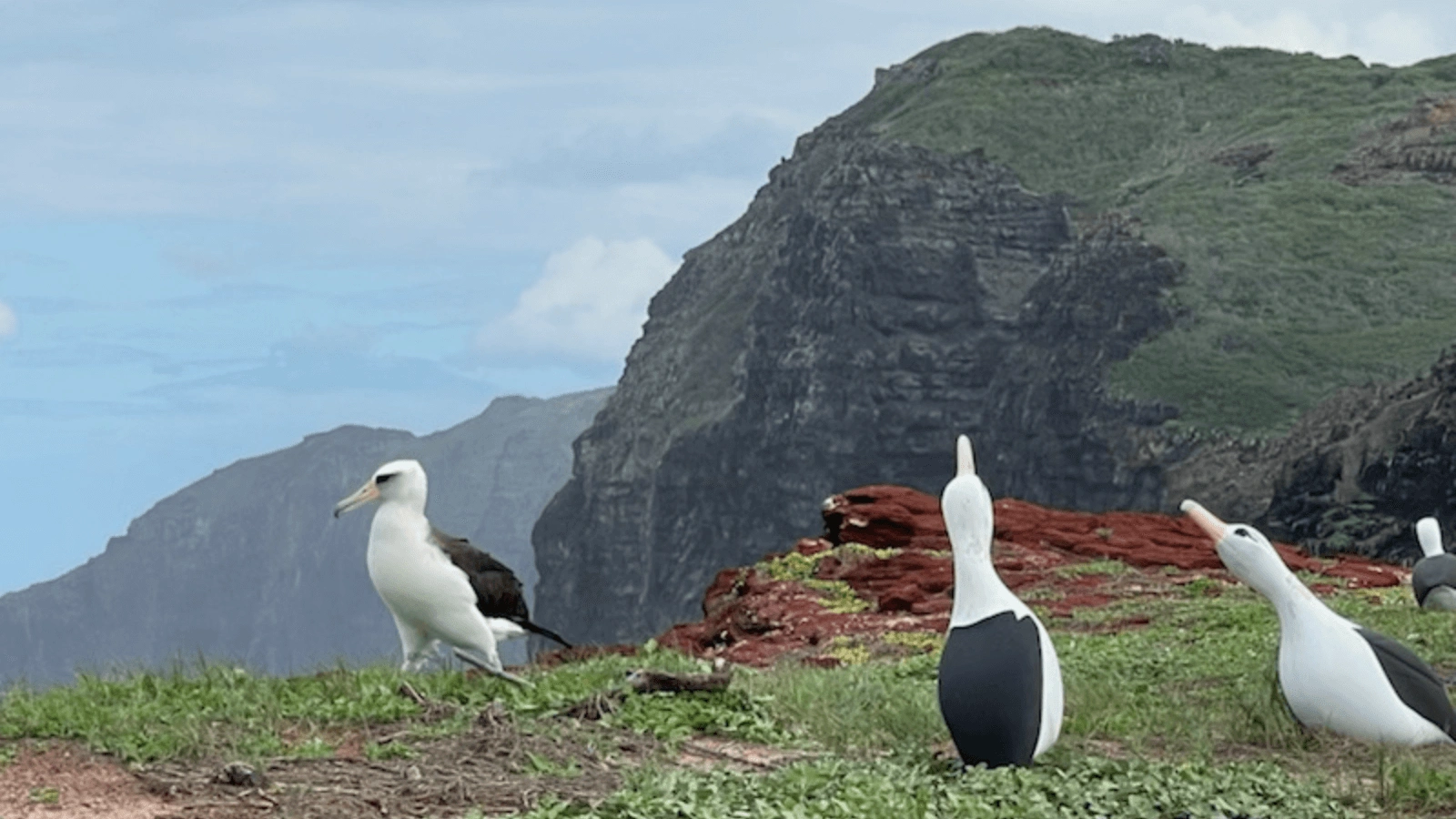 Agreement on the Conservation of Albatrosses and Petrels - A predator ...
