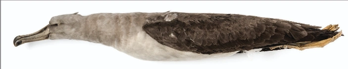 Agreement on the Conservation of Albatrosses and Petrels - The ...