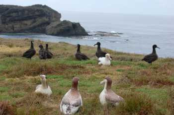 Agreement on the Conservation of Albatrosses and Petrels - The last ...
