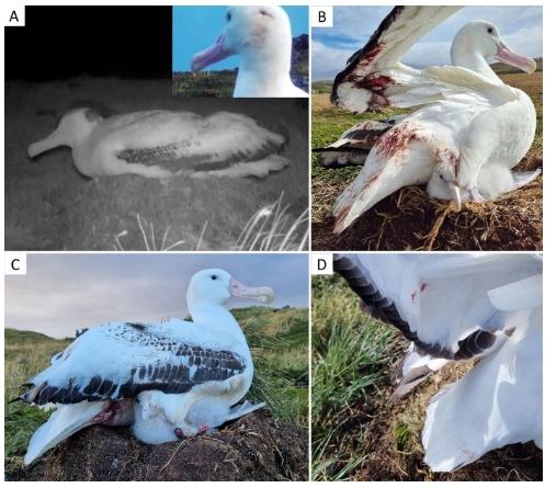 Agreement on the Conservation of Albatrosses and Petrels - House Mice ...