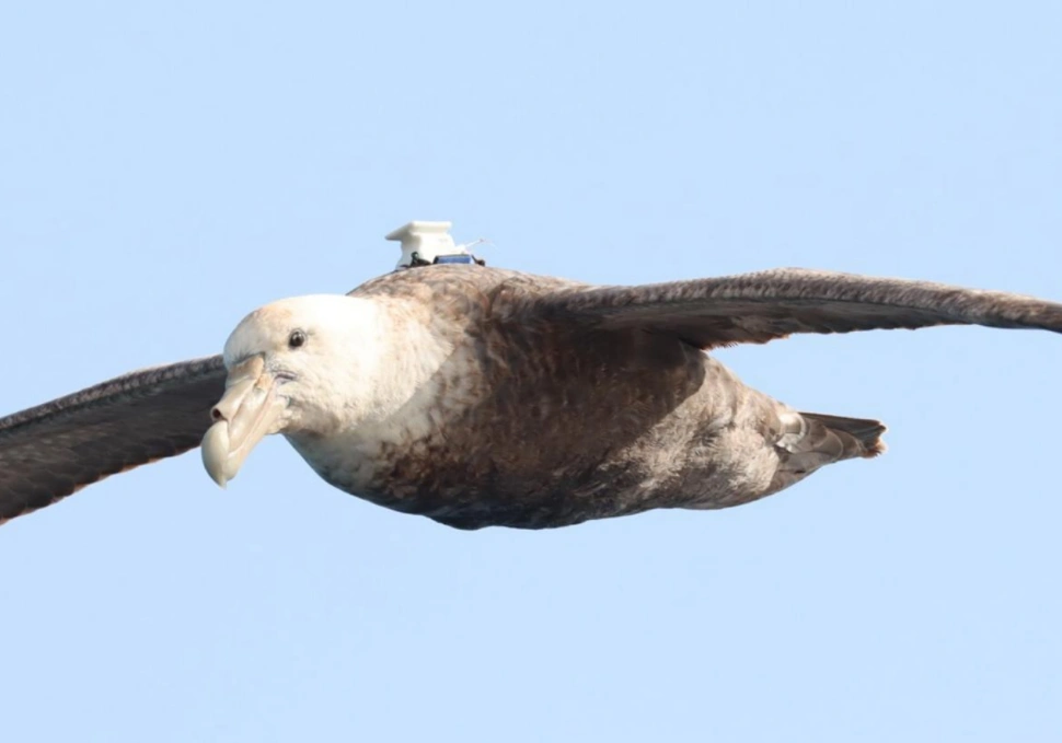 Agreement on the Conservation of Albatrosses and Petrels - A Southern ...